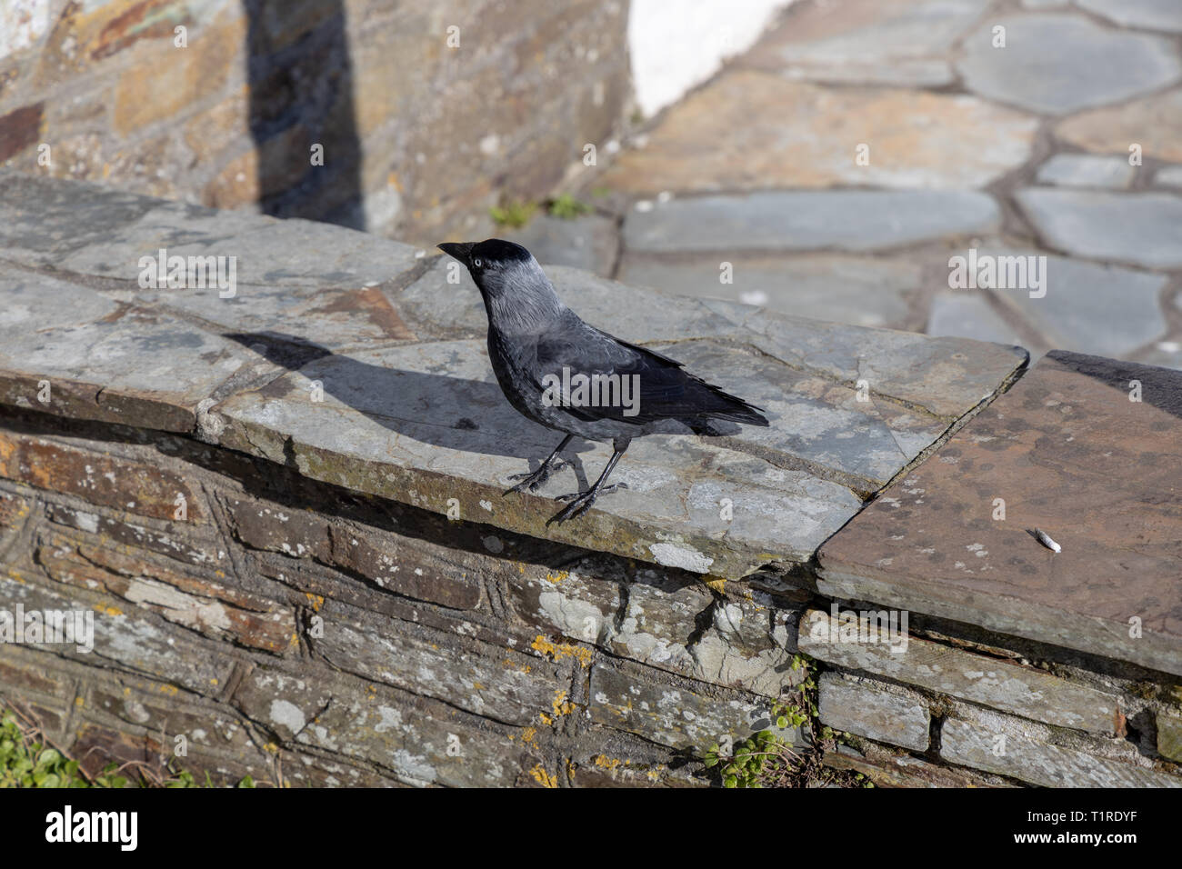 Black crow on slate wall Stock Photo - Alamy