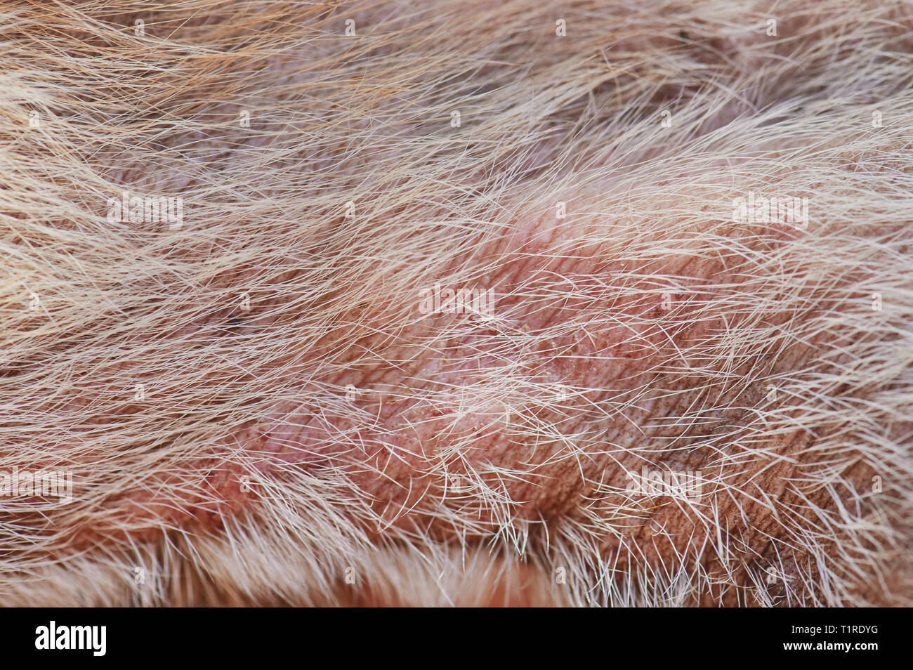 Damaged dog skin with fungus macro close up view Stock Photo - Alamy