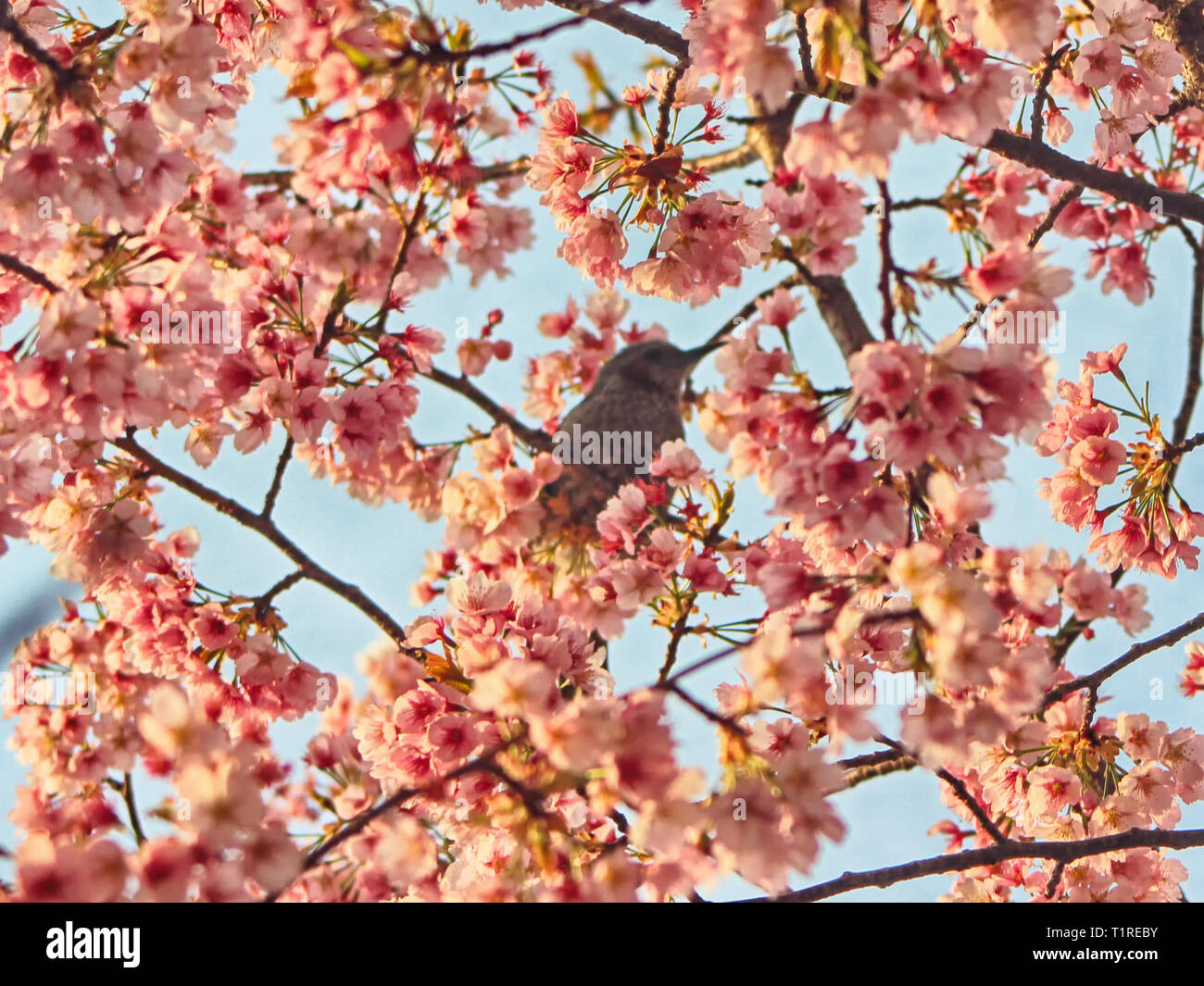 Apricot Blooming with Bird in Spring, Haeundae, Busan, South Korea ...