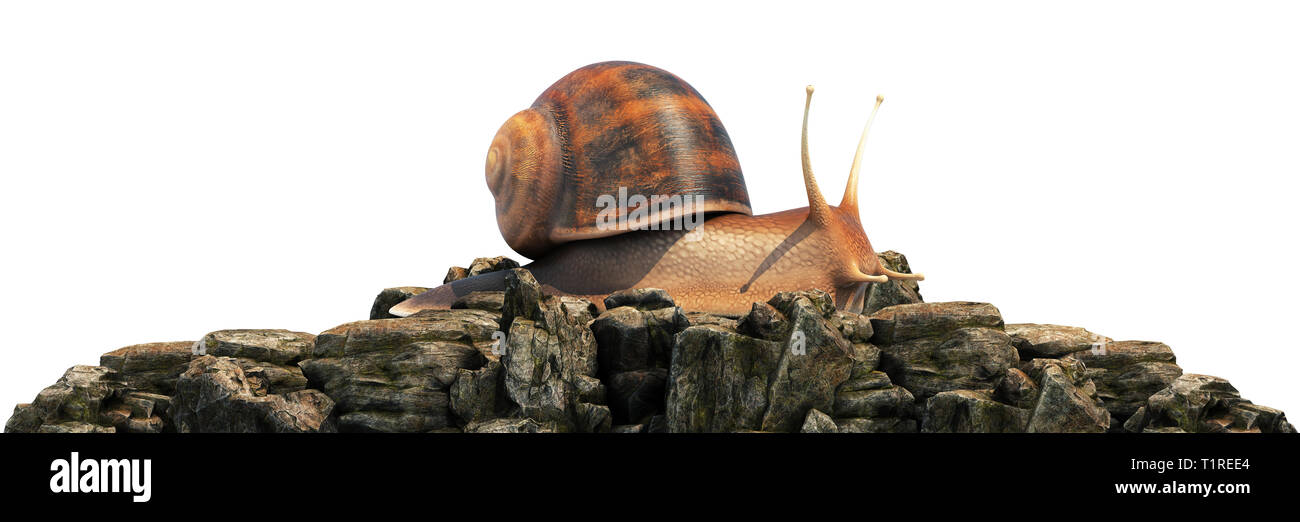 snail at sunset. 3d rendering Stock Photo - Alamy