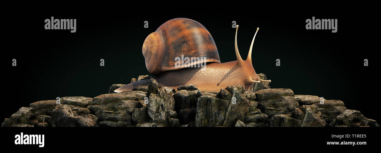 snail at sunset. 3d rendering Stock Photo - Alamy