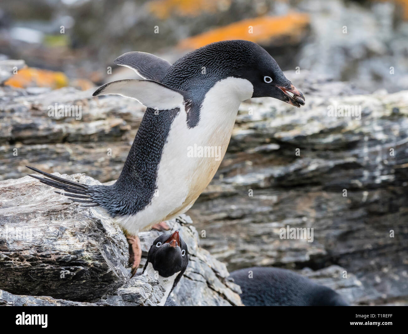 Adelie penguin (Pygoscelis adeliae) carrying rock to nest site, Shingle ...