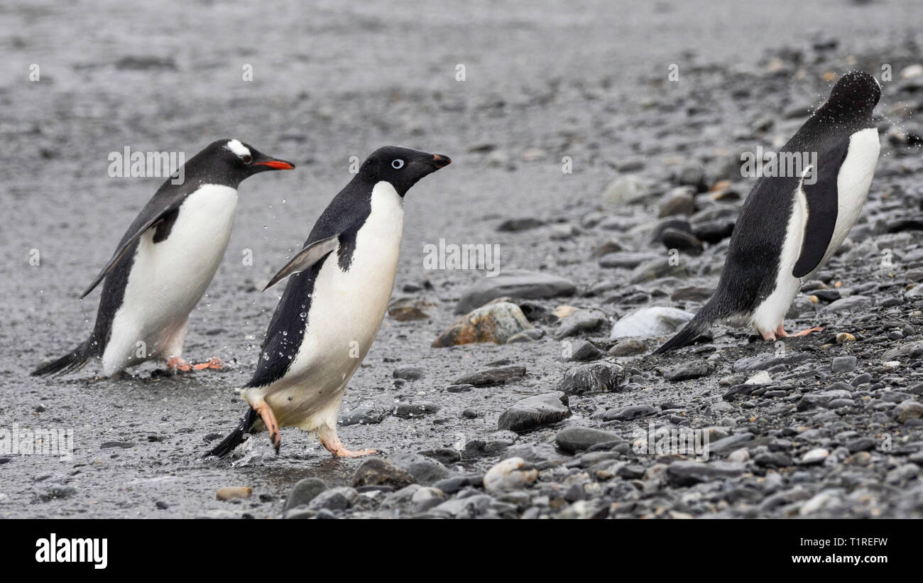 Orkney birds hi-res stock photography and images - Alamy