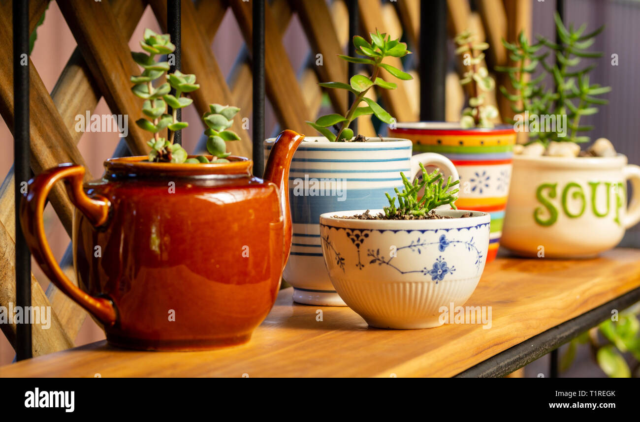 Real reused, recycled, re-purposed kitchen pot and cup for succulents ...