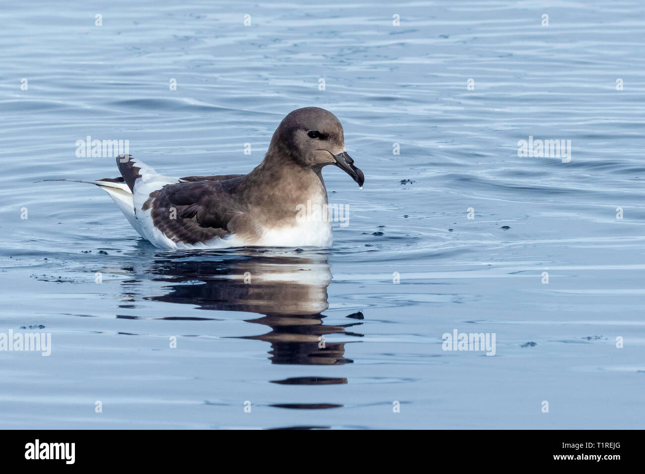 Antarctic petrel (Thalassoica antarctica), Lindblad Cove, Trinity ...