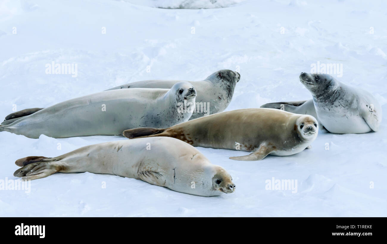 Crabeater seals (Lobodon carcinophaga), Lemaire Channel, Antarctica ...