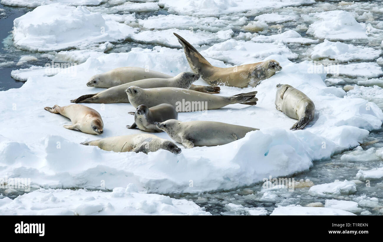 Crabeater seals (Lobodon carcinophaga), Lemaire Channel, Antarctica ...