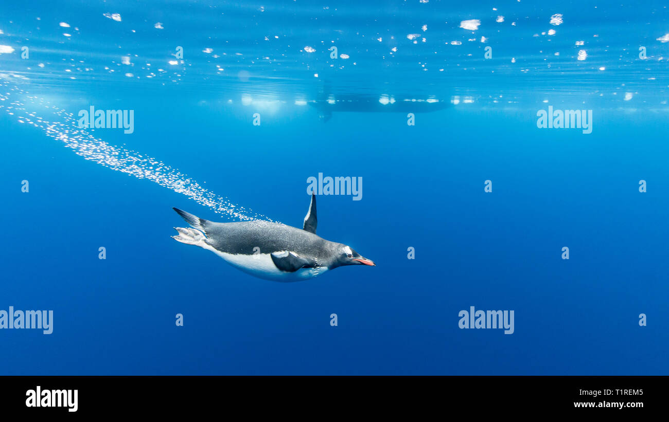 Gentoo penguins swimming hi-res stock photography and images - Alamy