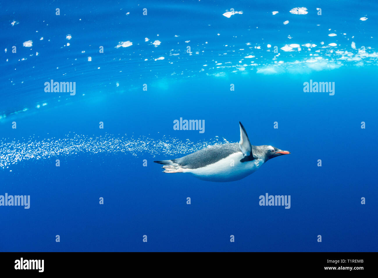 Penguin swimming hi-res stock photography and images - Alamy