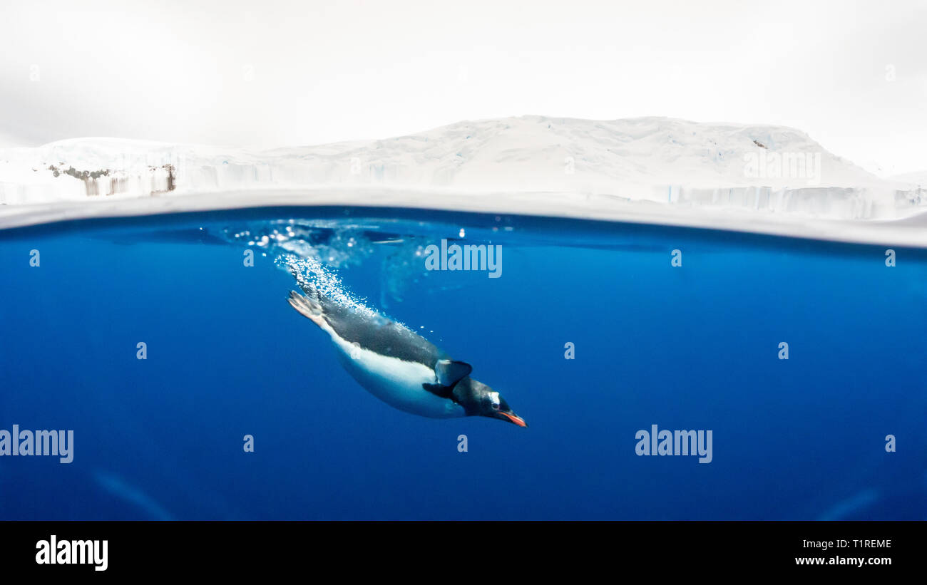 Gentoo penguin (Pygoscelis papua) half above, half below the water ...