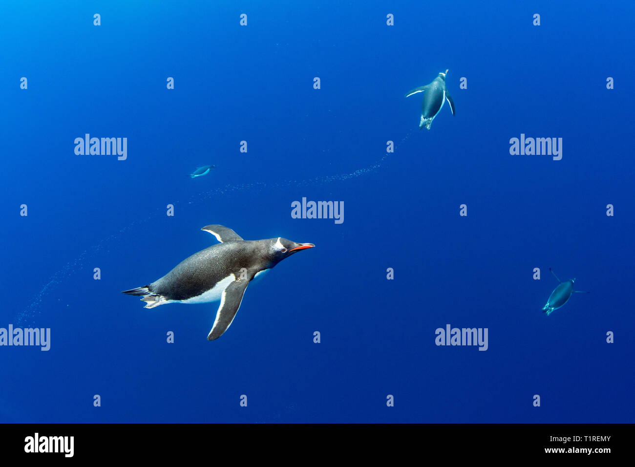 Gentoo penguins swimming hi-res stock photography and images - Alamy