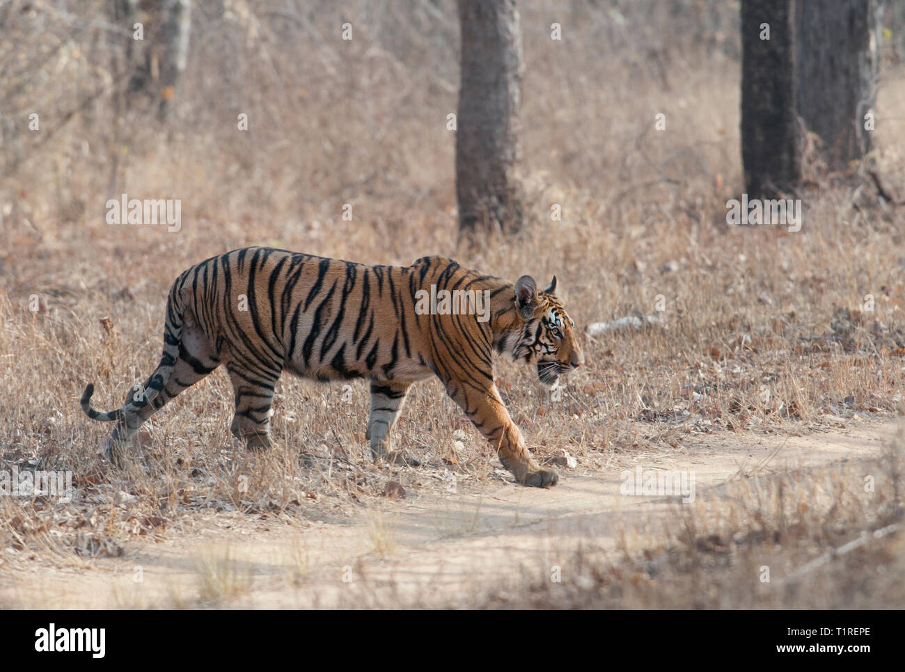 Tiger crossing road hi-res stock photography and images - Alamy