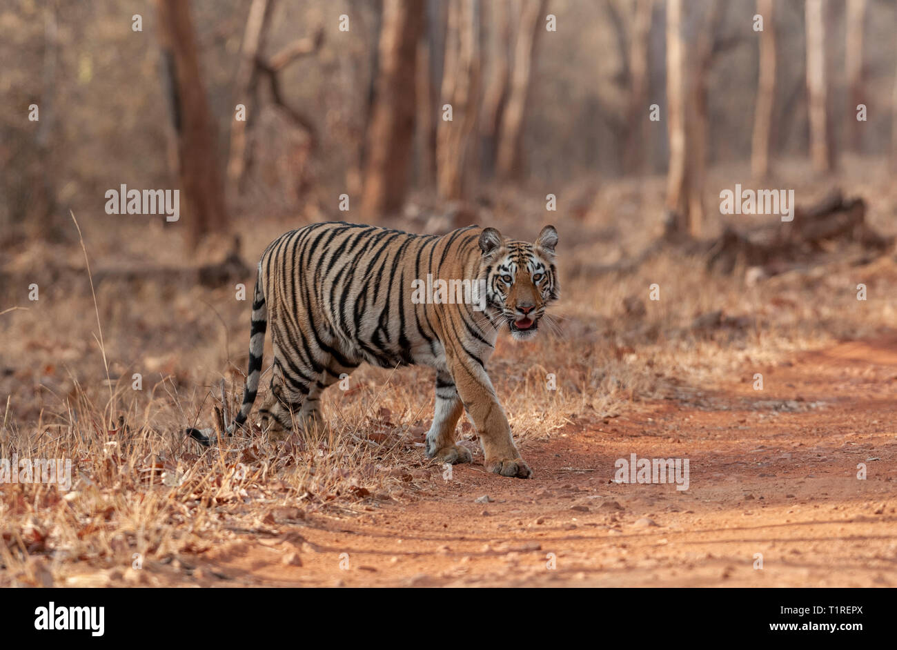 Tiger walking at Tadoba Tiger reserve Maharashtra,India Stock Photo - Alamy