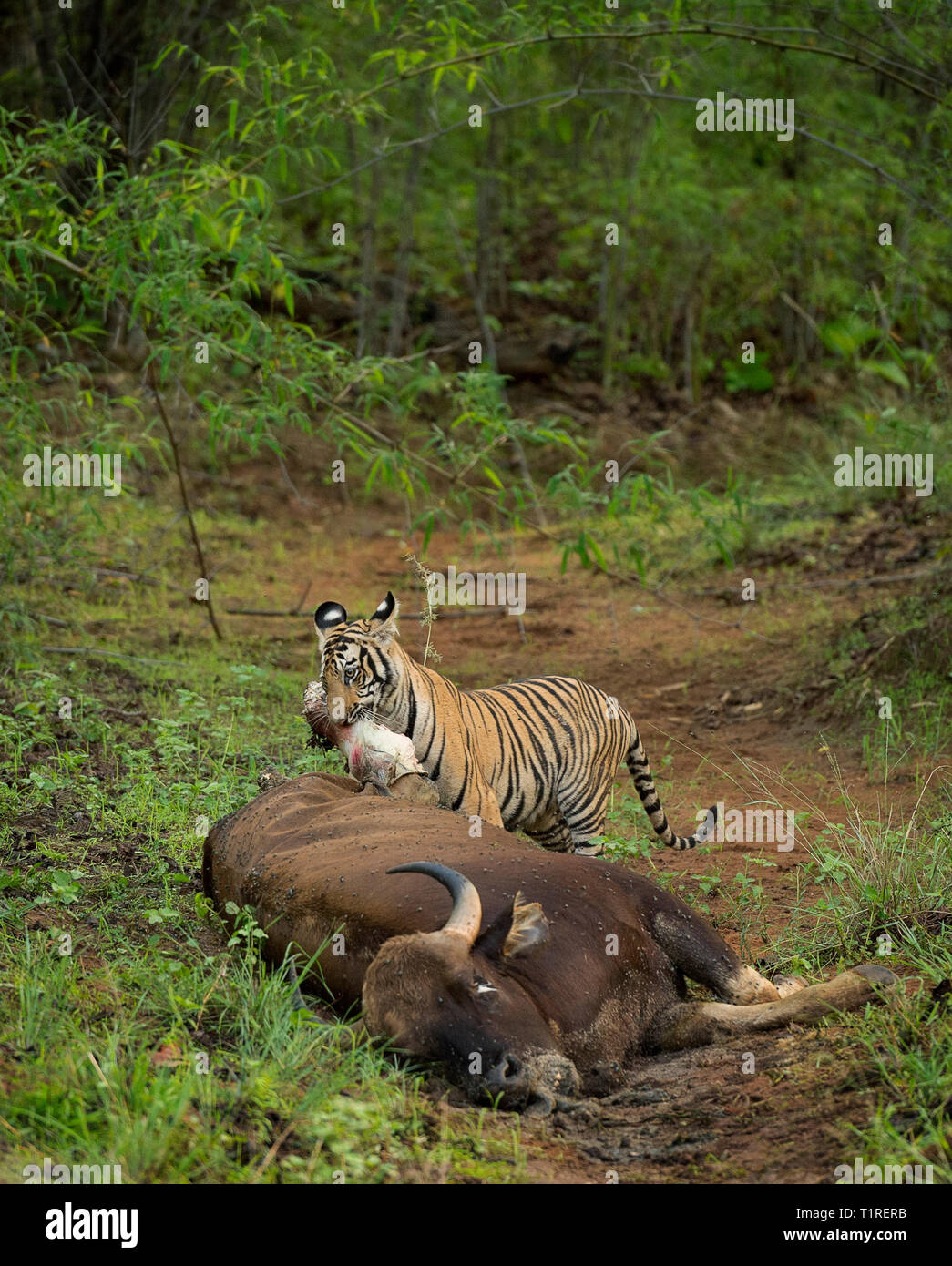 Tiger Dragging Bison kill at Tadoba Tiger reserve Maharashtra,India ...