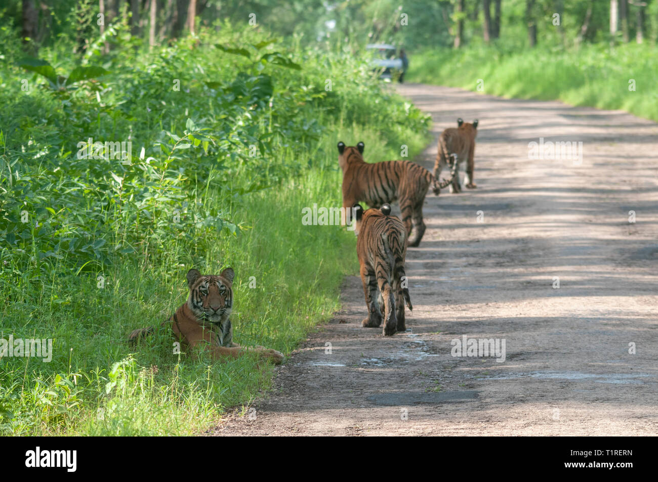 Four Tigers at Tadoba Tiger reserve Maharashtra,India Stock Photo - Alamy