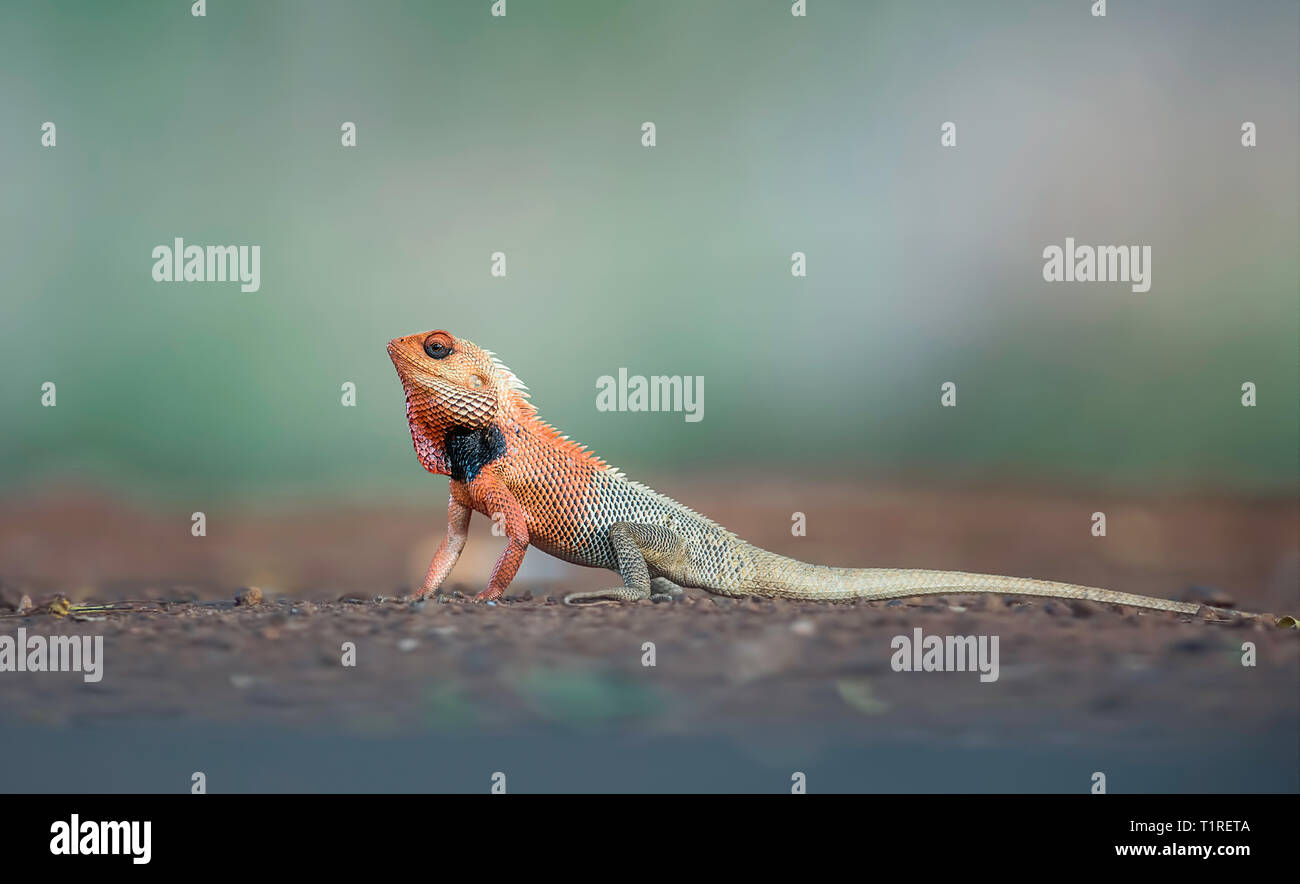 garden Lizard Male in the breeding colours at Tadoba Tiger reserve ...