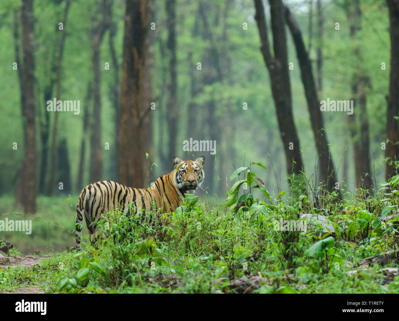 Tiger in a lush green forest at Tadoba Tiger reserve Maharashtra,India ...