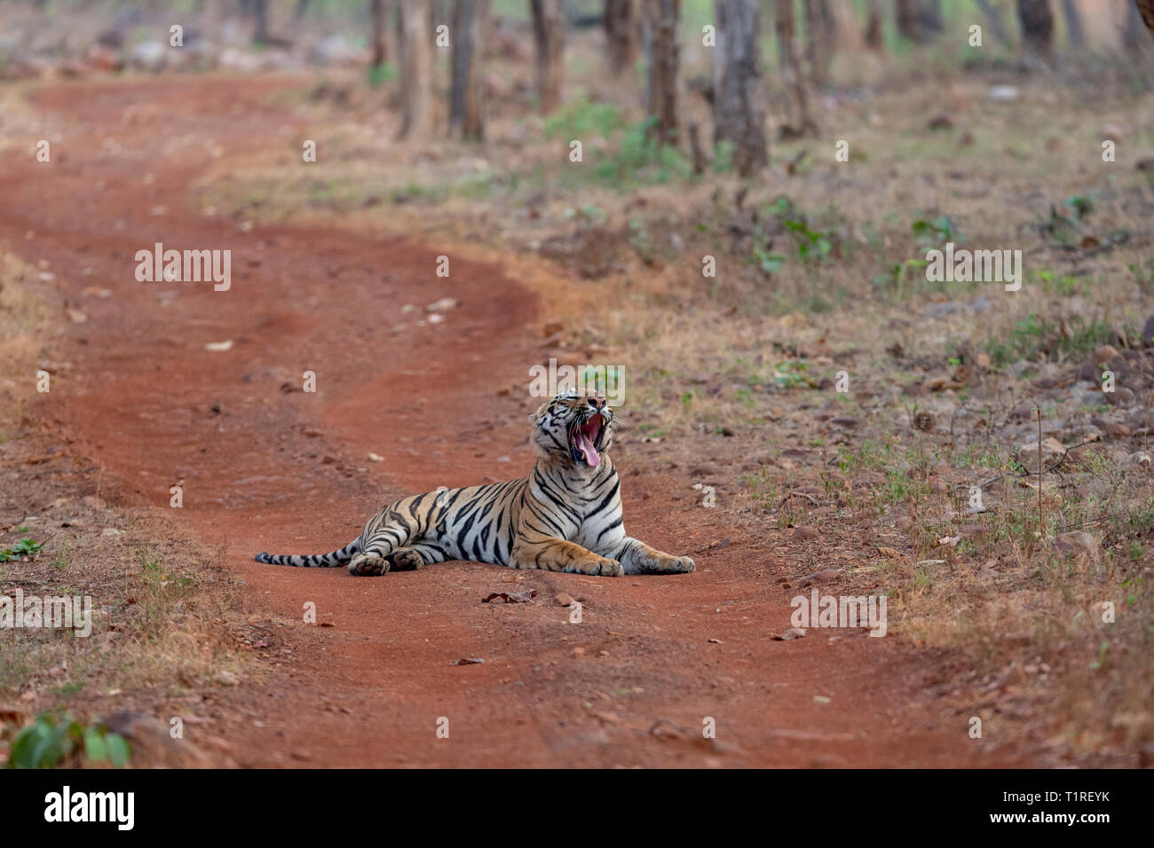 Big male Tiger sitting and Yawning at Tadoba Tiger reserve Maharashtra ...
