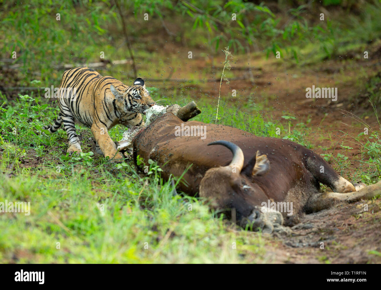 Gaur eating hi-res stock photography and images - Alamy
