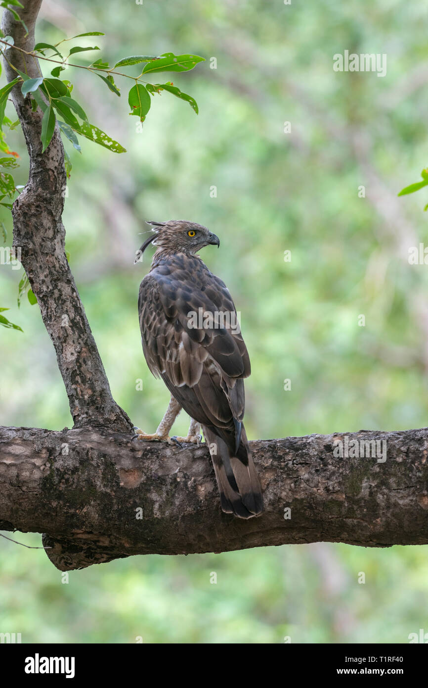 Changeable Hawk Eagle at Tadoba Tiger reserve Maharashtra,India Stock ...