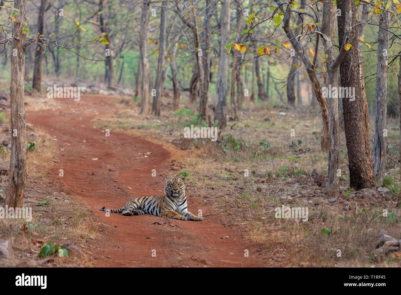 Male Tiger Sitting in the middle of forest path Tadoba Tiger reserve ...