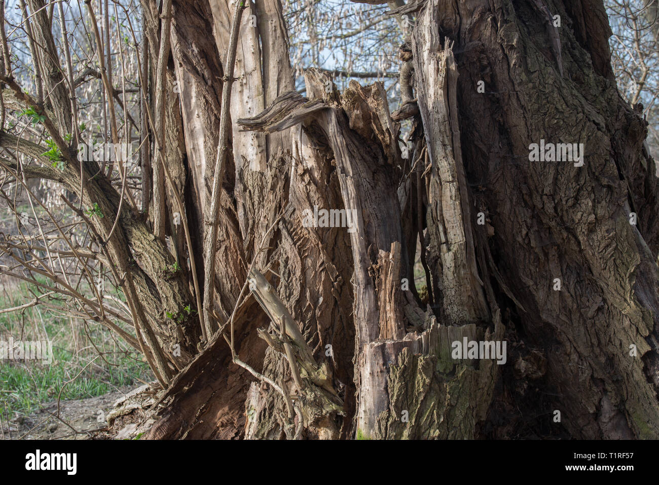 Dead old willow tree hi-res stock photography and images - Alamy