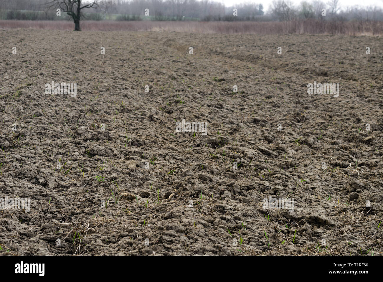 muddy soil field background selective focus Stock Photo - Alamy