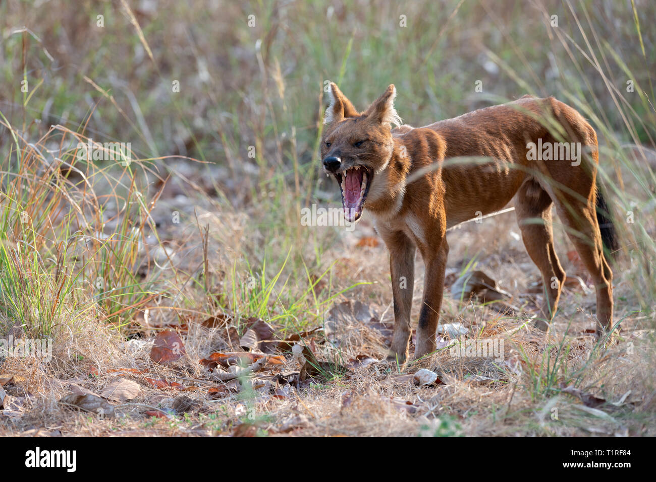Indian Wild Dog aka Dhole Yawning at Tadoba Tiger reserve Maharashtra ...