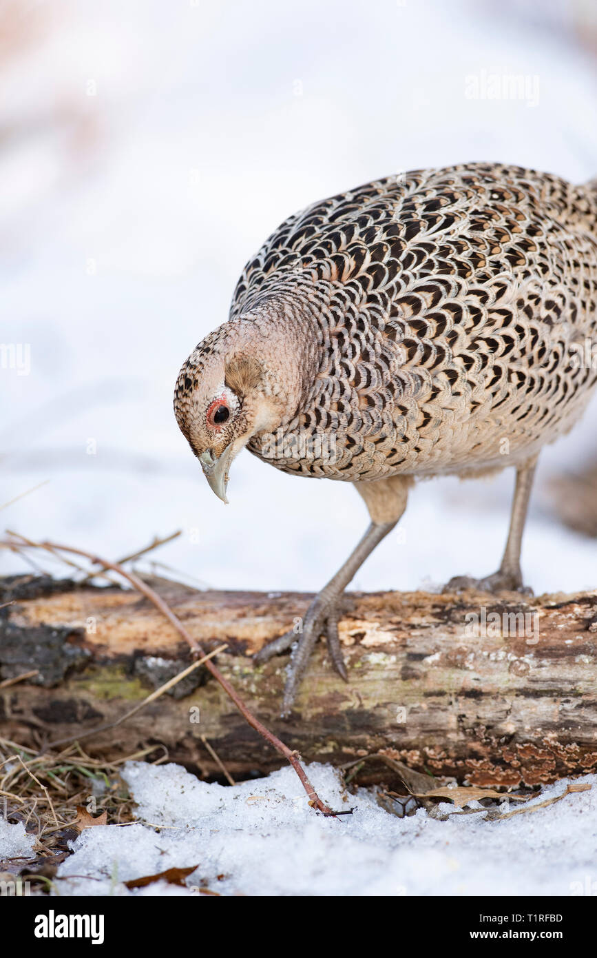 Hen ringneck pheasant hi-res stock photography and images - Alamy