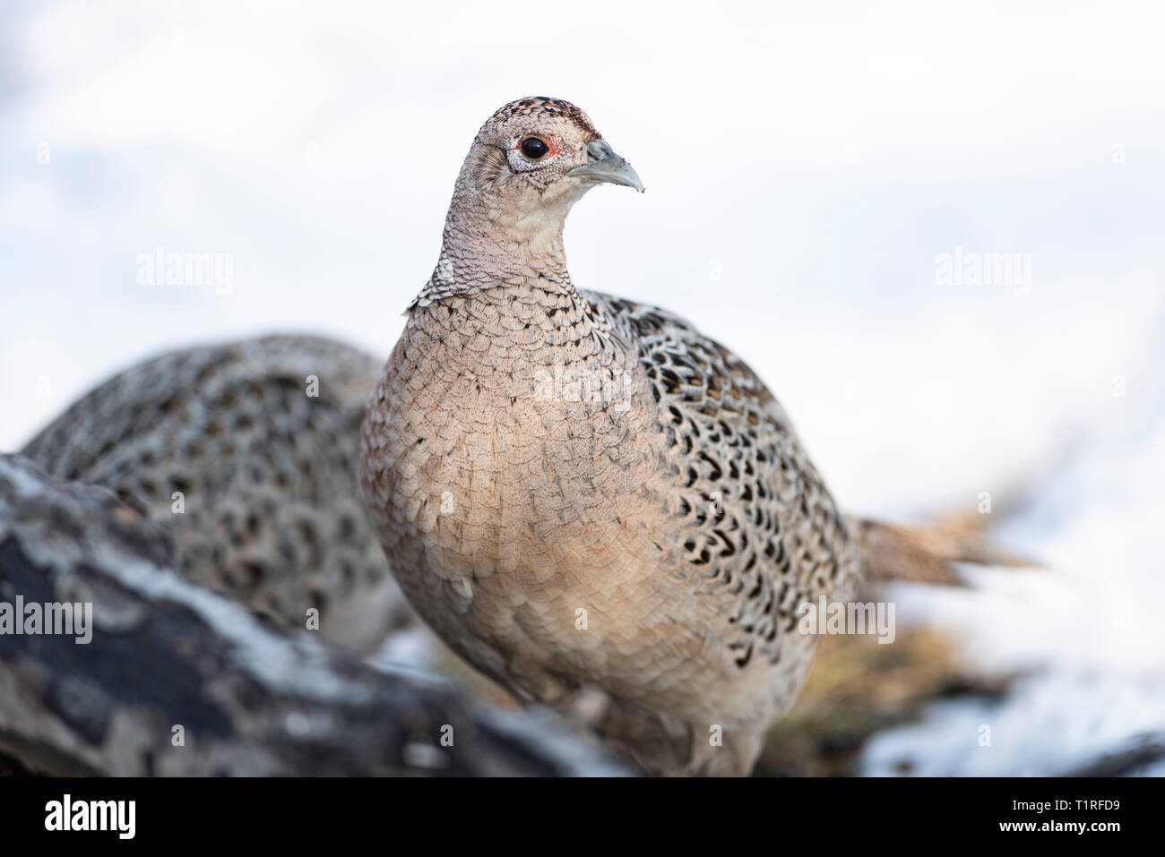 Hen ringneck pheasant hi-res stock photography and images - Alamy
