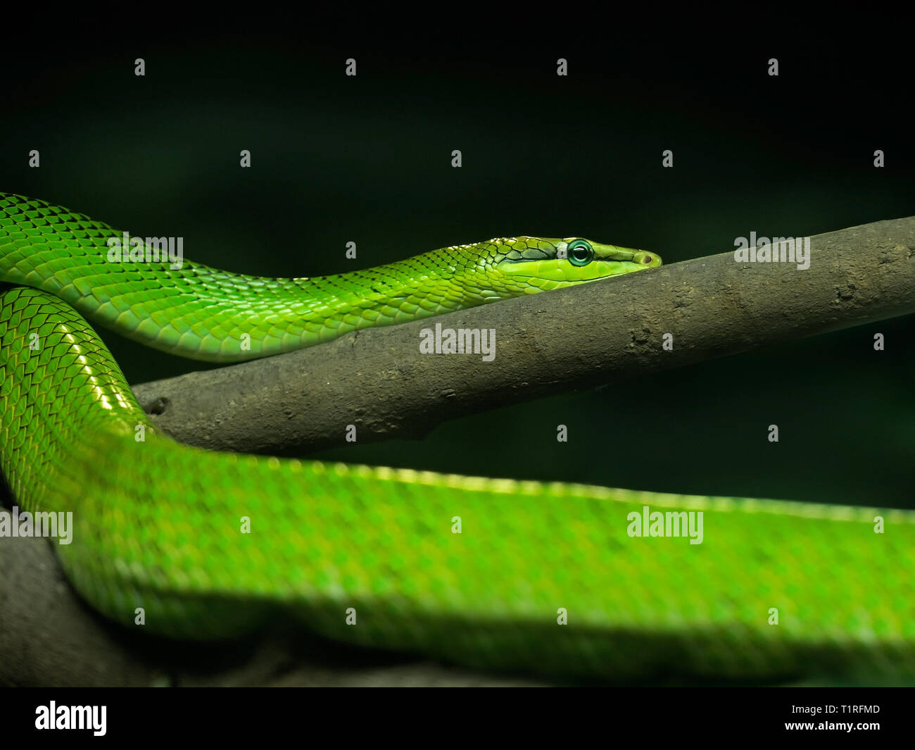 Red-Tailed Green Ratsnake Isolated on Nature Background, Clipping Path ...
