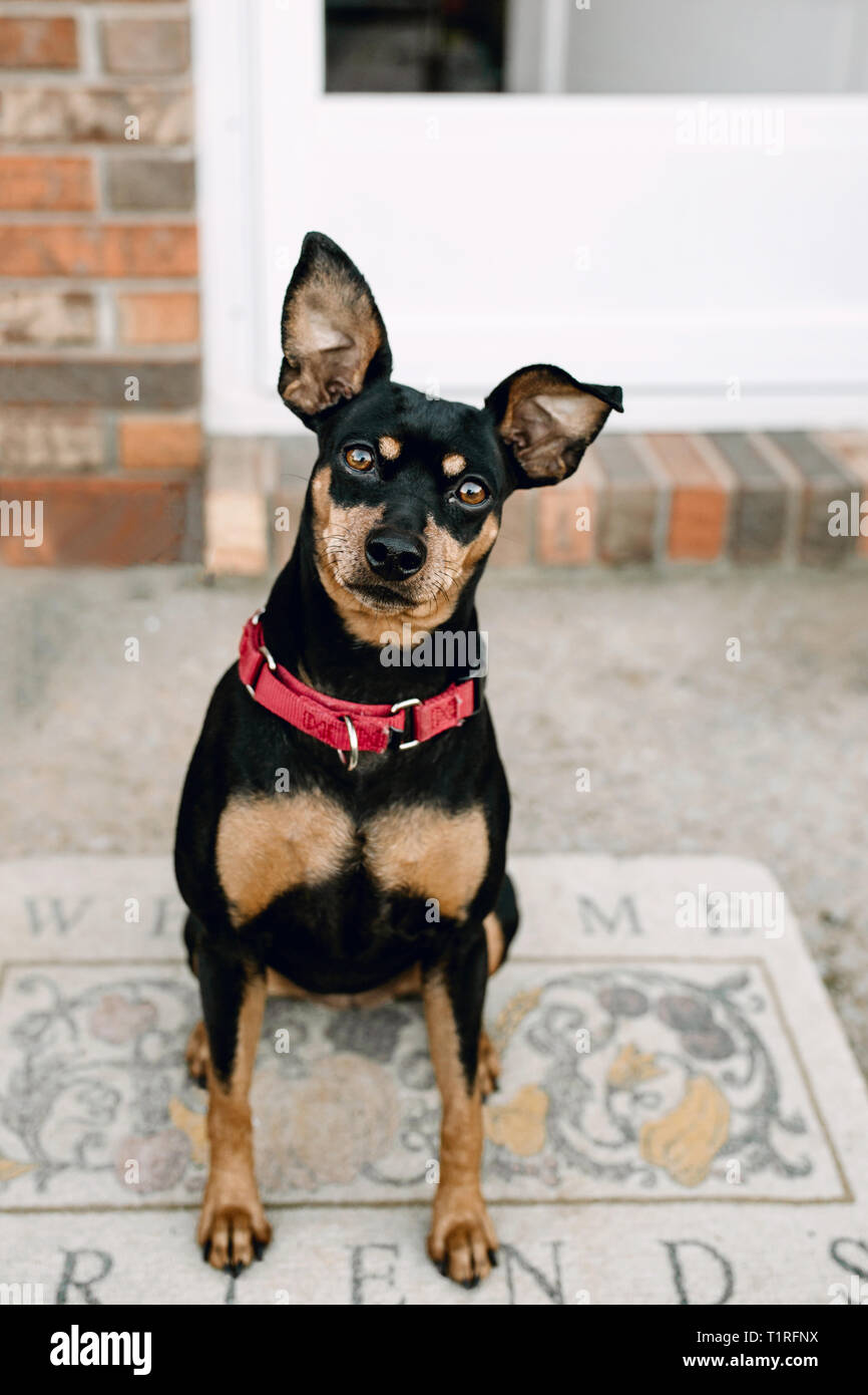 Miniature Pinscher dog posing for a photo outside Stock Photo - Alamy
