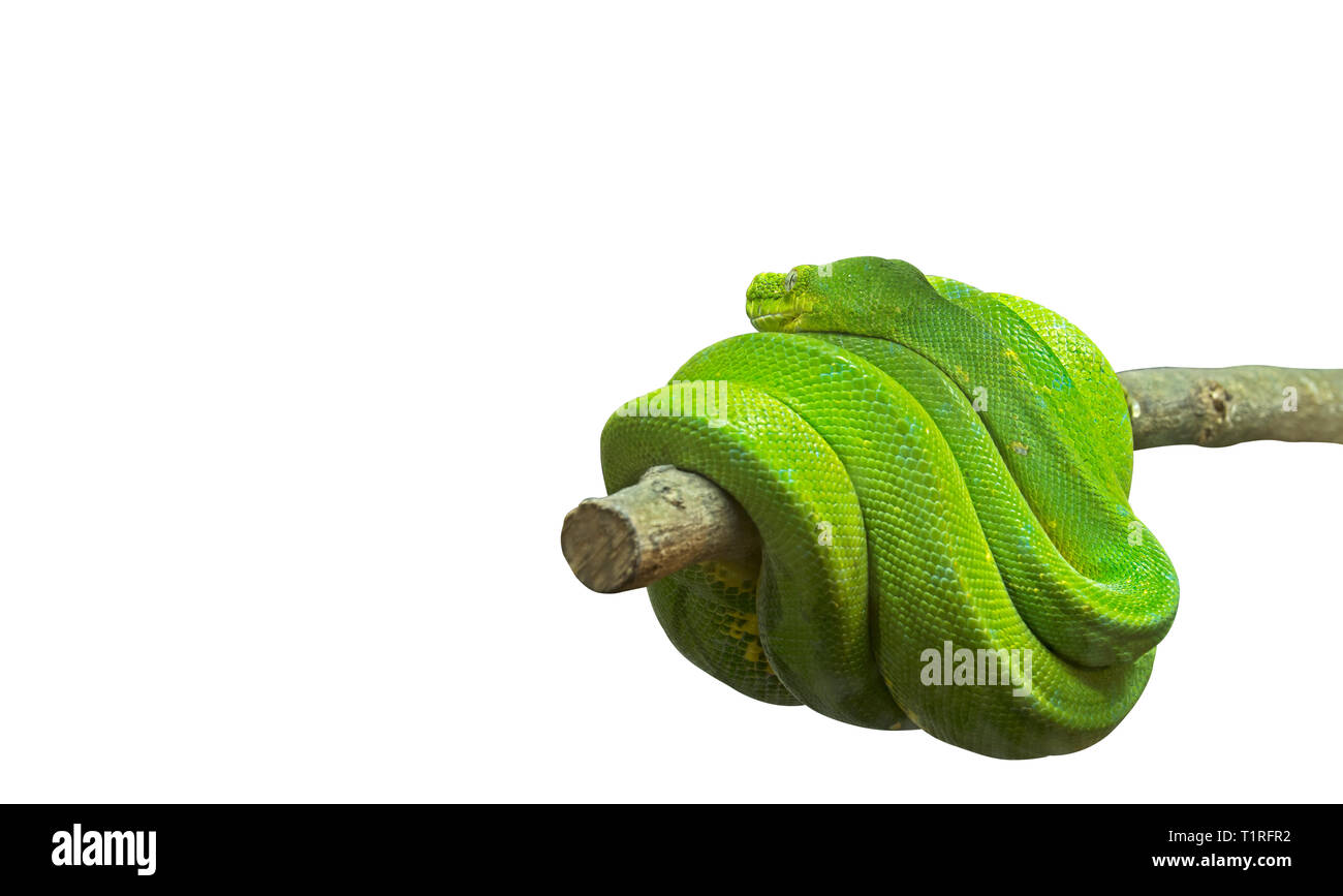 Green Tree Python Coiled Around a Branch Isolated on White Background ...