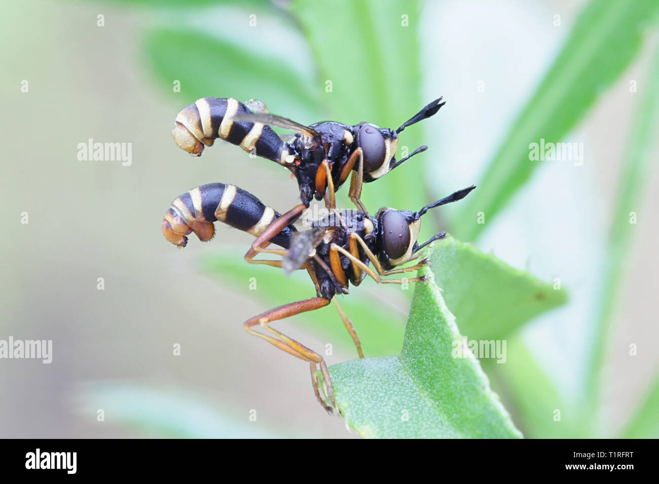 Conops hi-res stock photography and images - Alamy