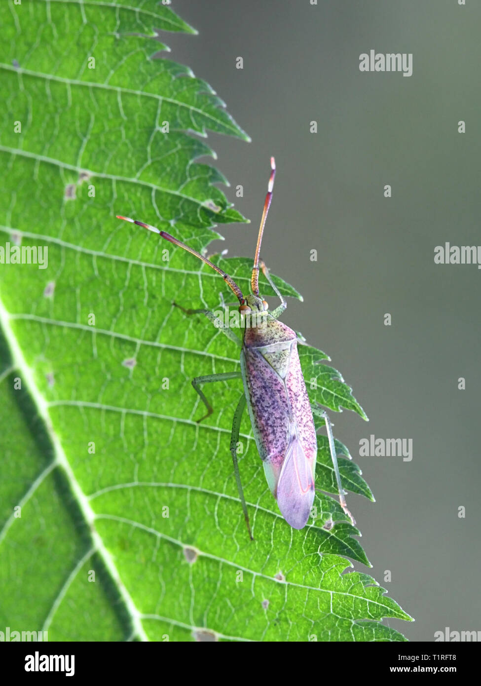 Capsid or mirid bug, Pantilius tunicatus Stock Photo - Alamy