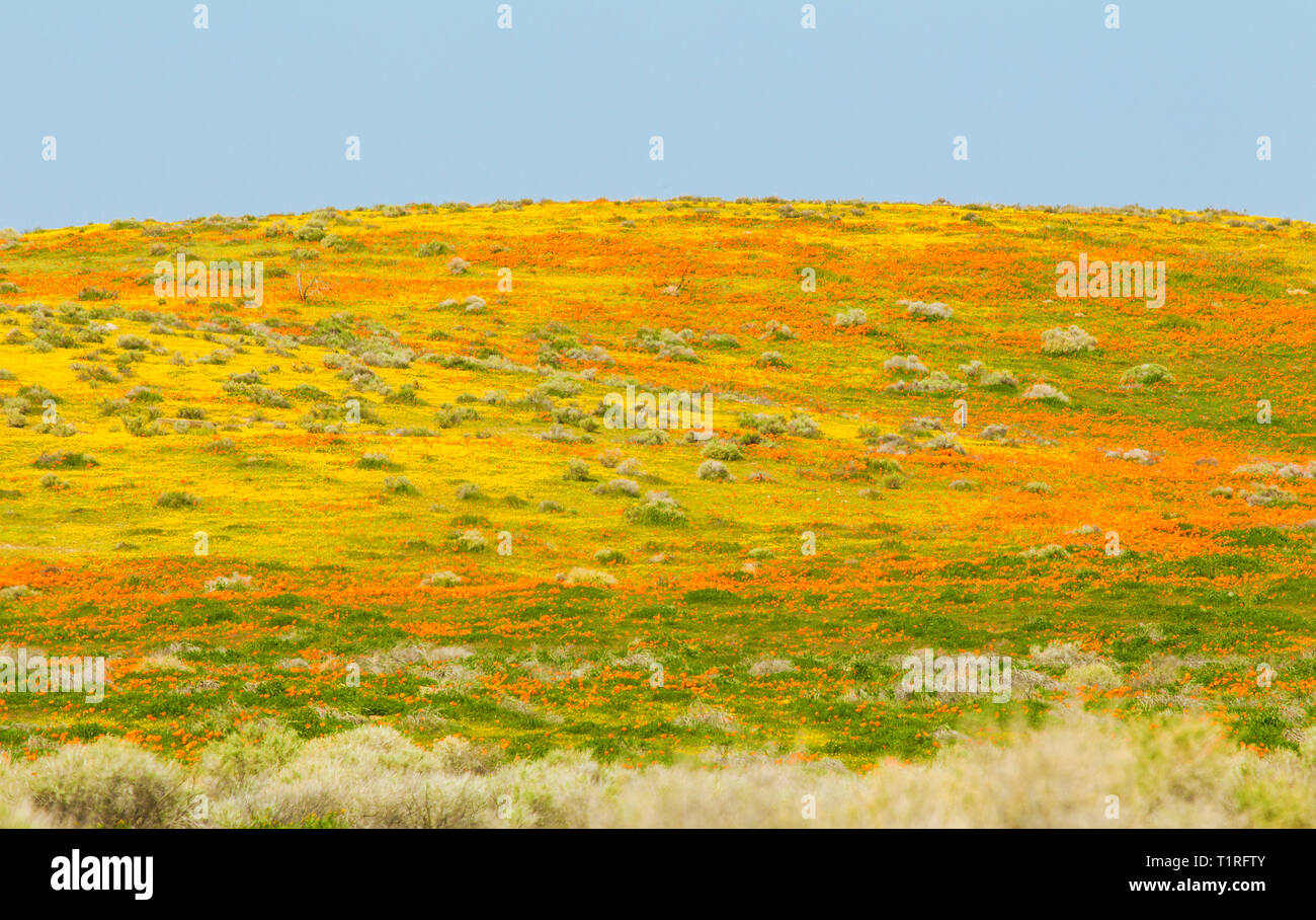 Hill covered with poppies and goldfields flowers hi-res stock ...