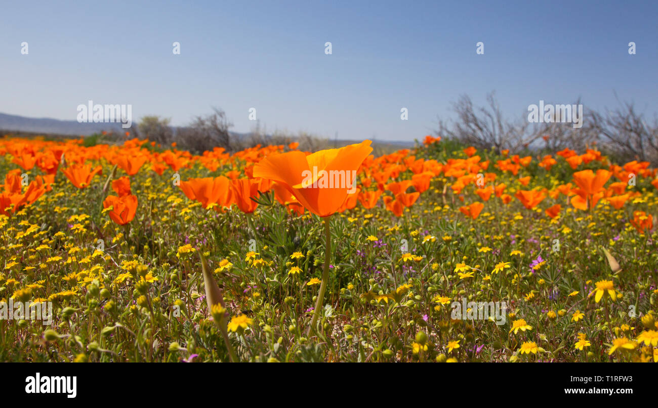 Lancaster Poppies High Resolution Stock Photography and Images - Alamy