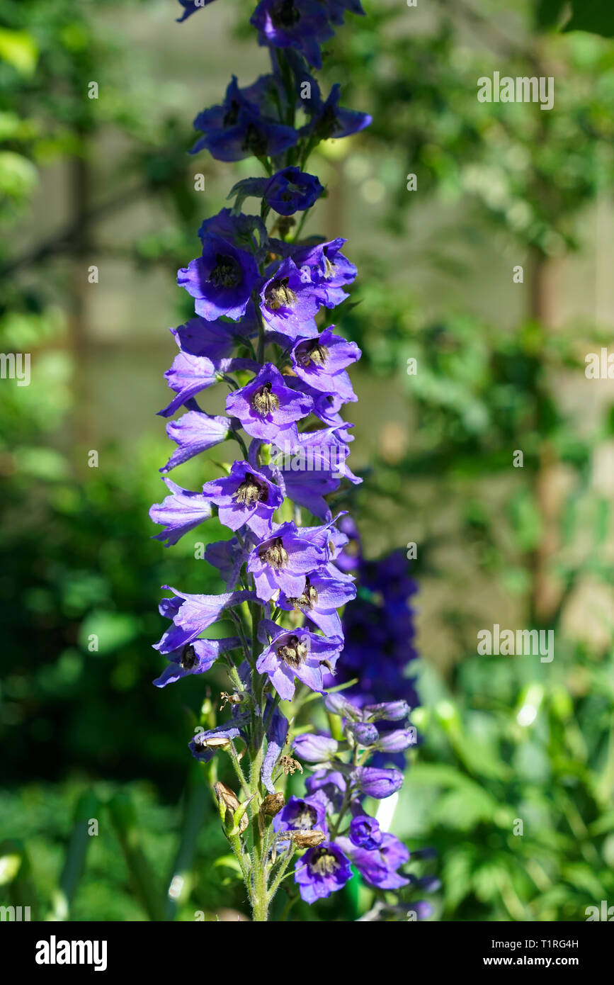Purple alpine delphinium blooming hi-res stock photography and images ...