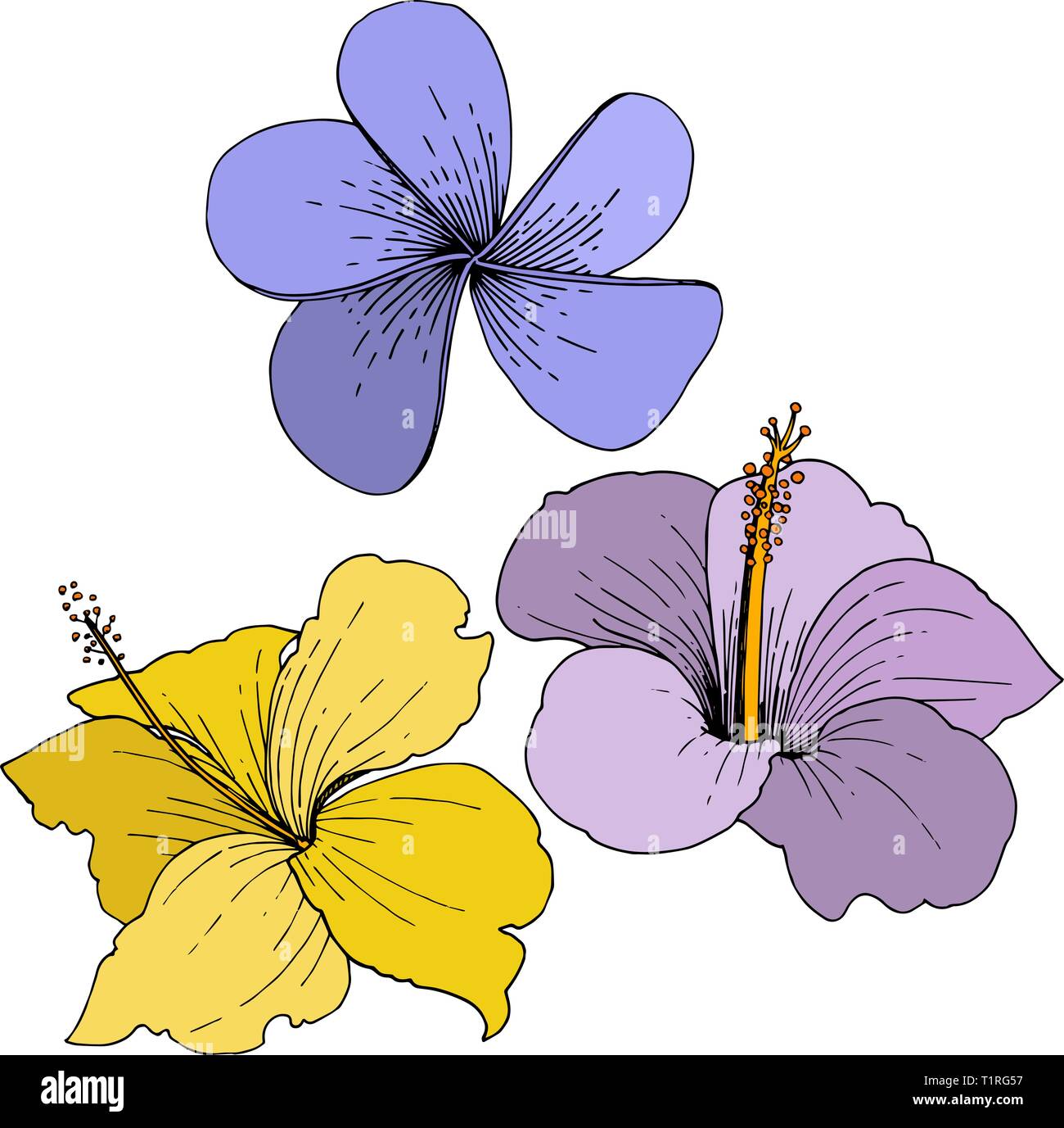Vector Hibiscus floral tropical flowers. Engraved ink art. Isolated hibiscus illustration ...