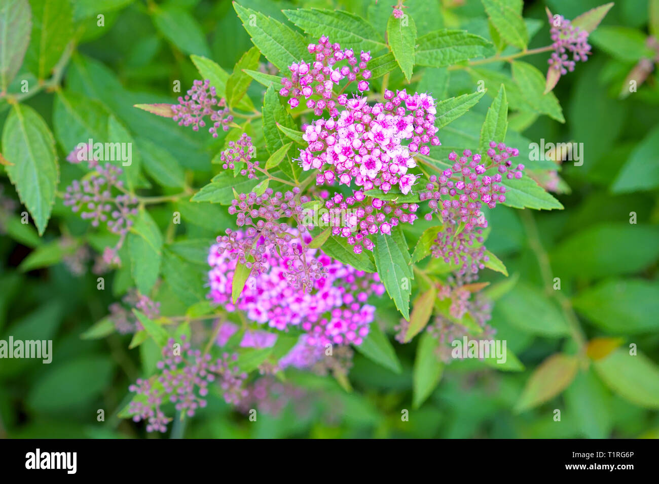 Spiraea japonica, Japanese meadowsweet, Japanese spiraea, or Korean ...