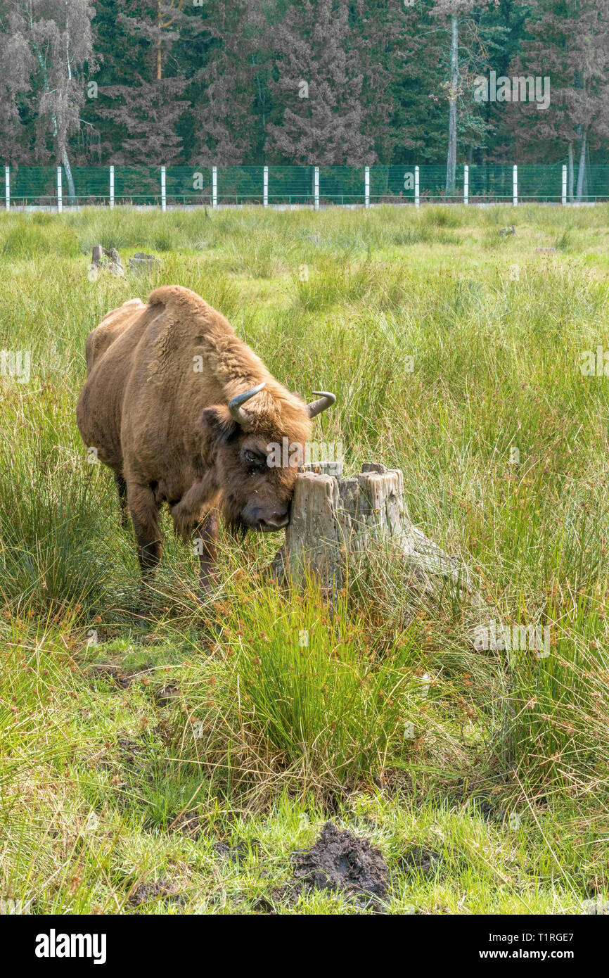 Bison wisent project hi-res stock photography and images - Alamy