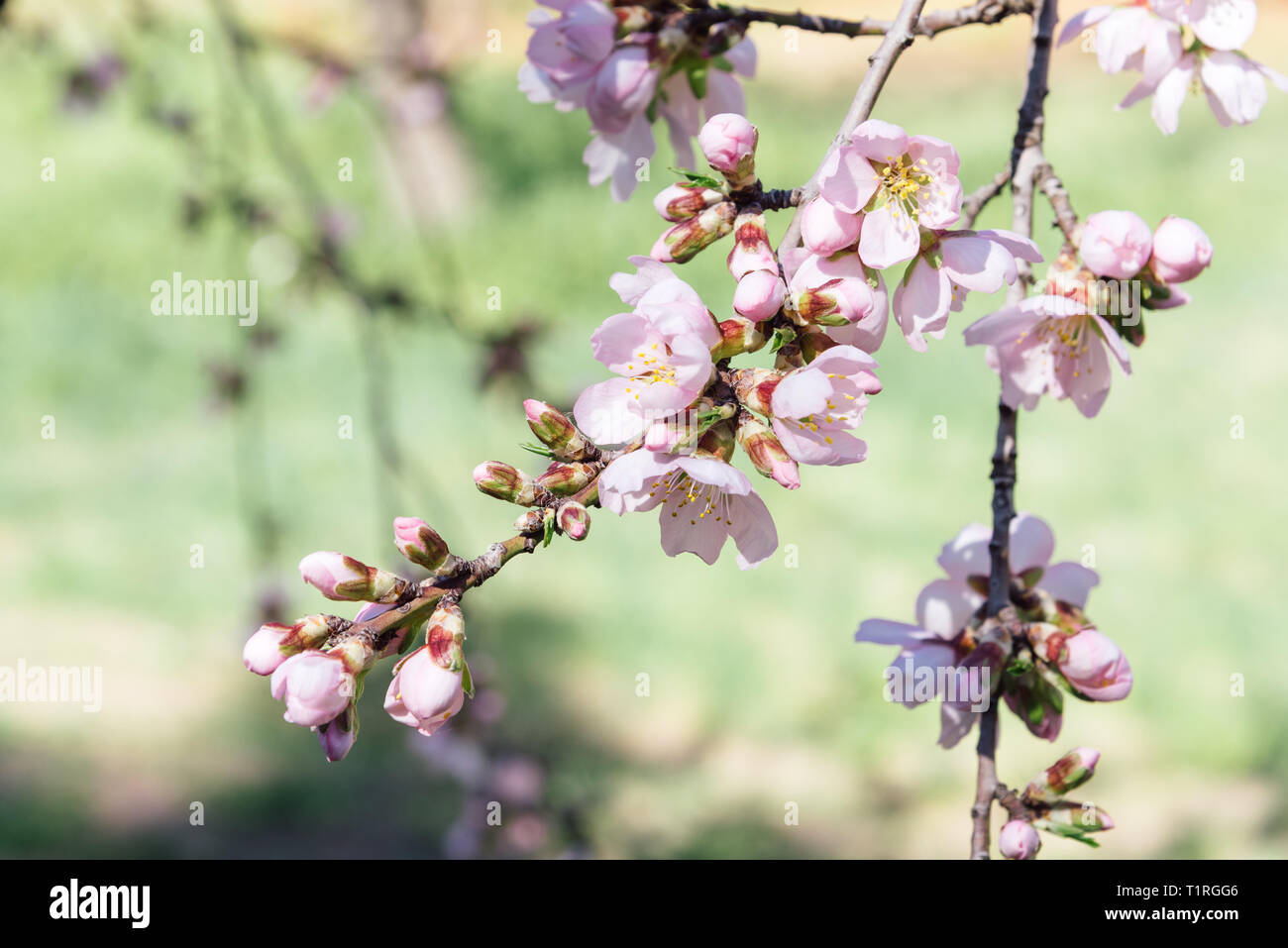 Close up of flowering almond tree. Beautiful almond flower blossom, at ...