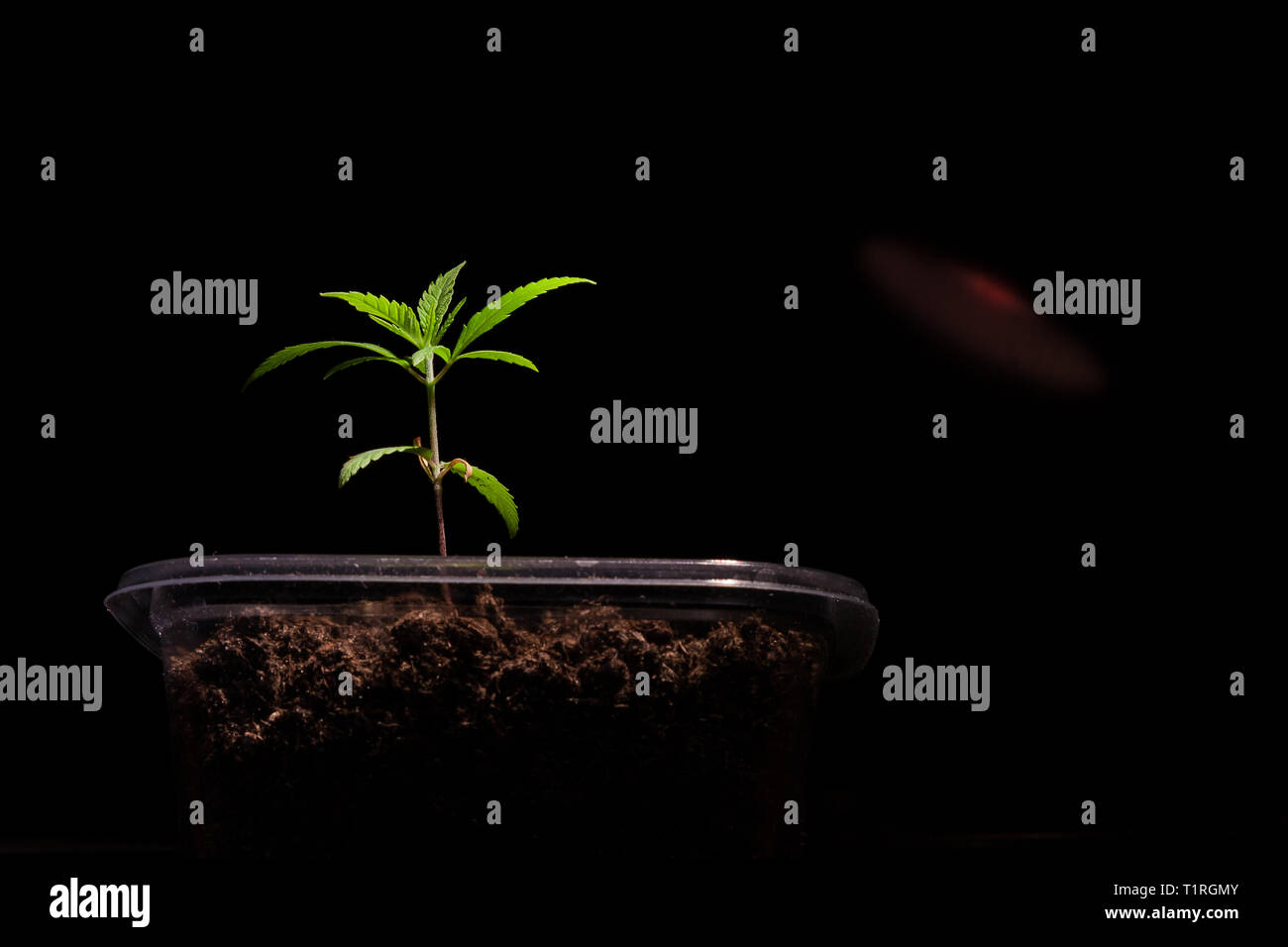 Cannabis sapling hi-res stock photography and images - Alamy