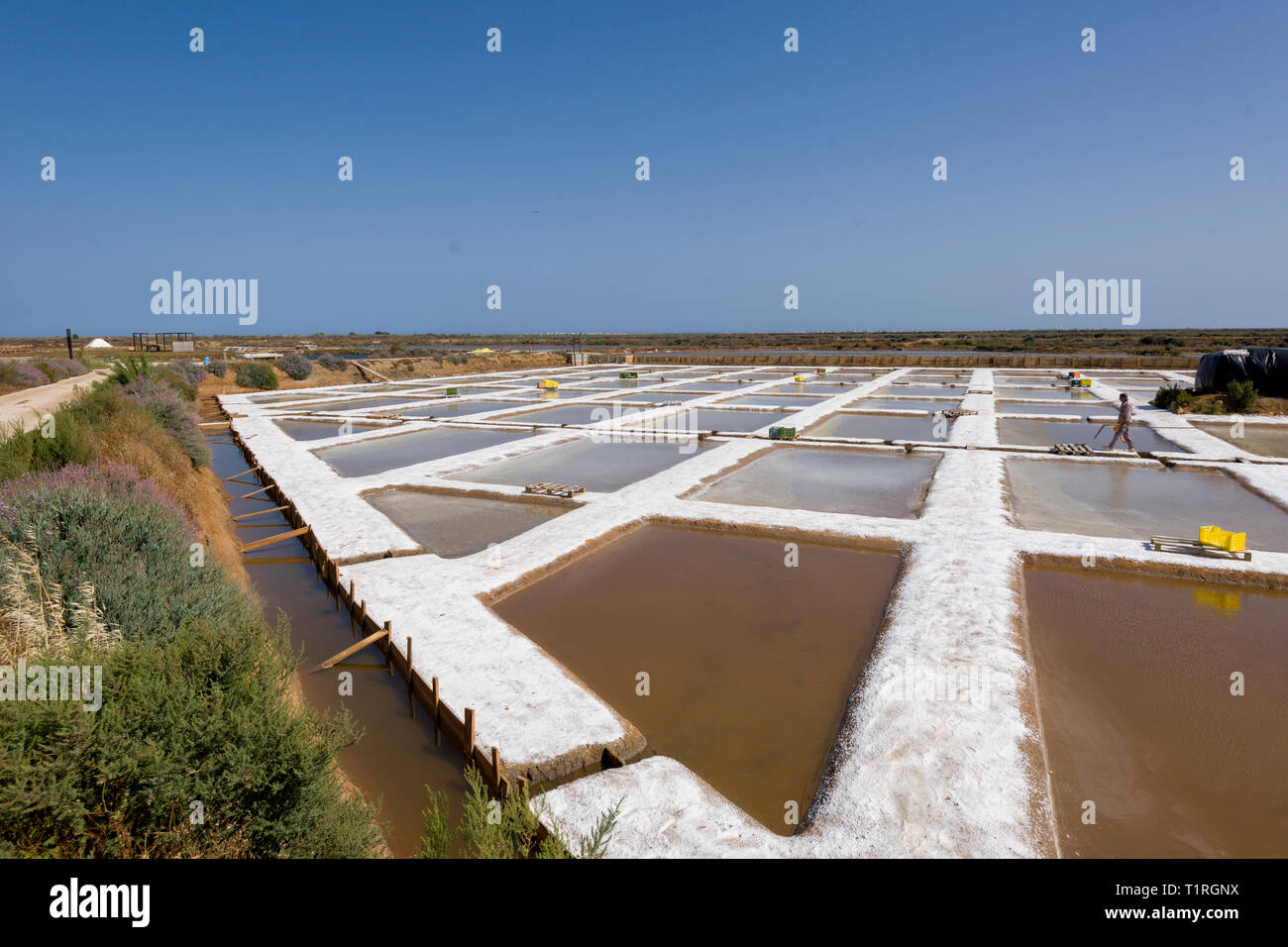harvest of the flower of salt, flor de sal in Portuguese in the salt ...