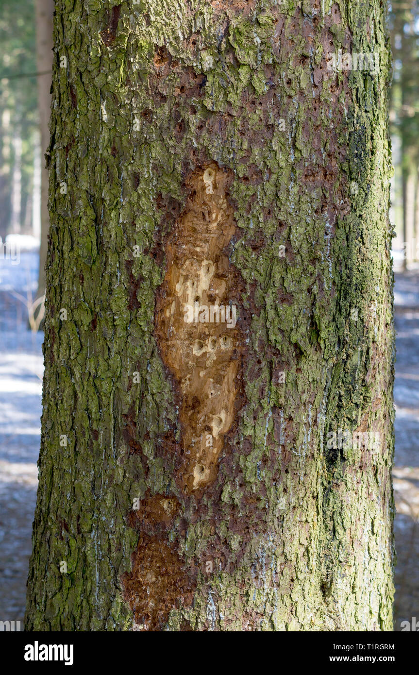 Wood affected with woodworm Ips typographus. Damaged tree trunk close ...