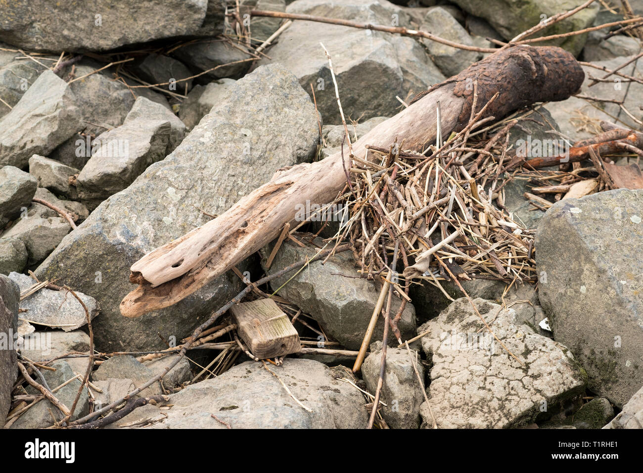 Washed Up Log High Resolution Stock Photography and Images - Alamy