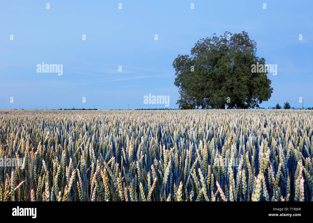 Beautiful night scene tree hi-res stock photography and images - Alamy
