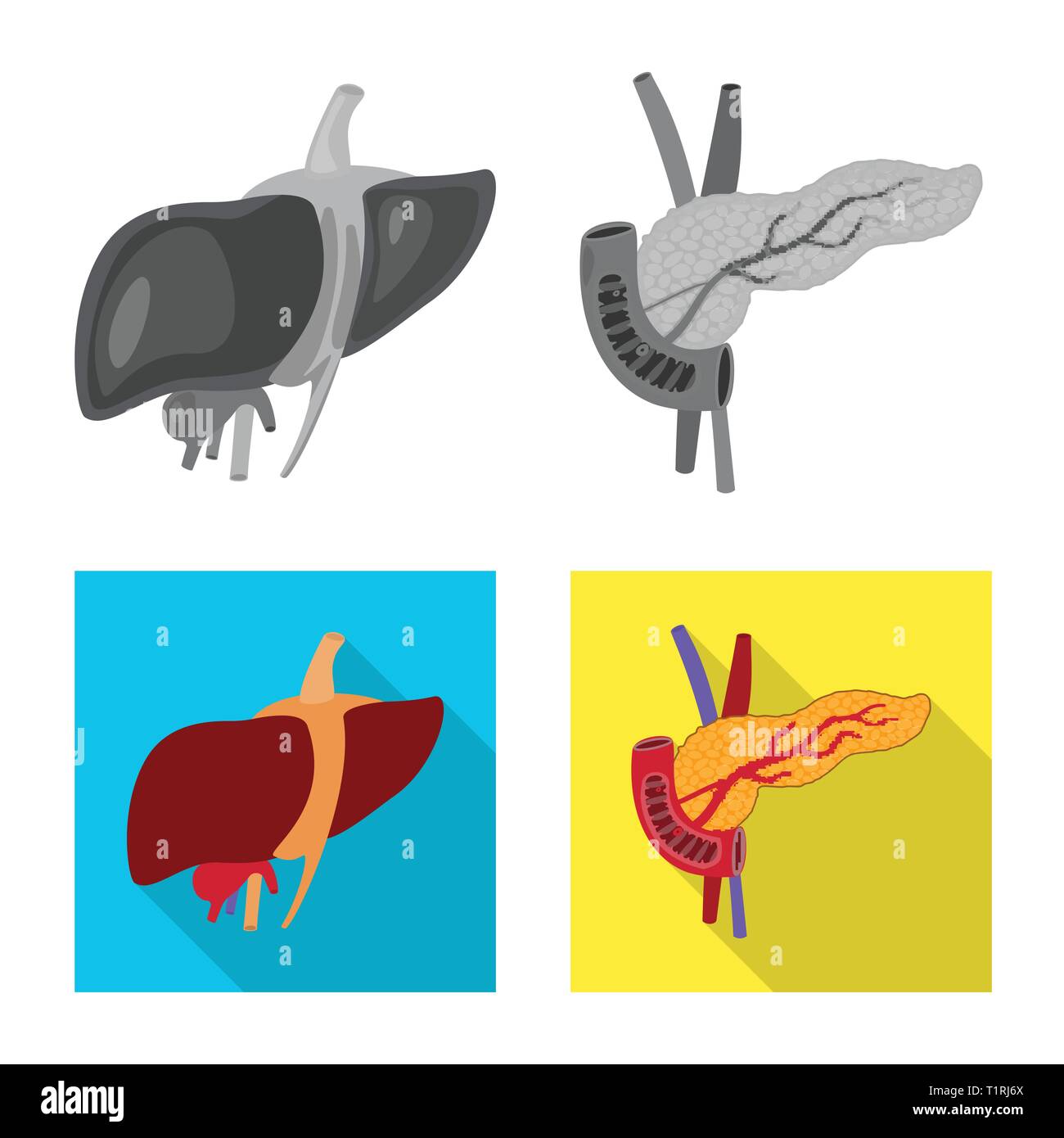 liver,pancreas,digestive,endocrine,body,diabetes,system,healthy,cancer ...
