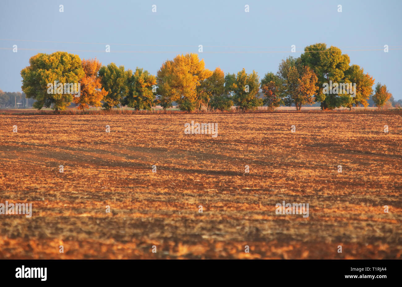Landscape meadow forest sunrise hi-res stock photography and images - Alamy