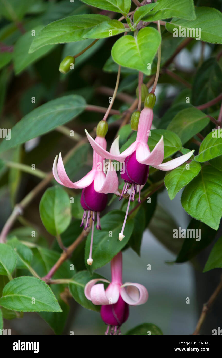 Pale pink fuchsia flowers hi-res stock photography and images - Alamy
